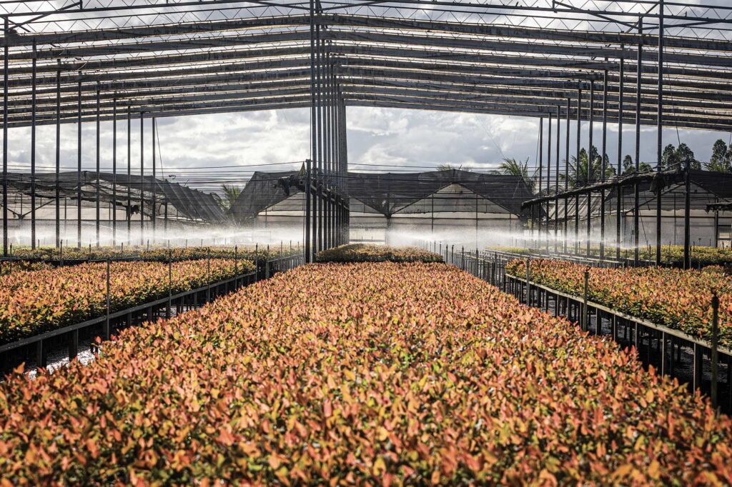 SUZANO OPERATIONS REPORT: The Latin American pulp giant emerging as a ...