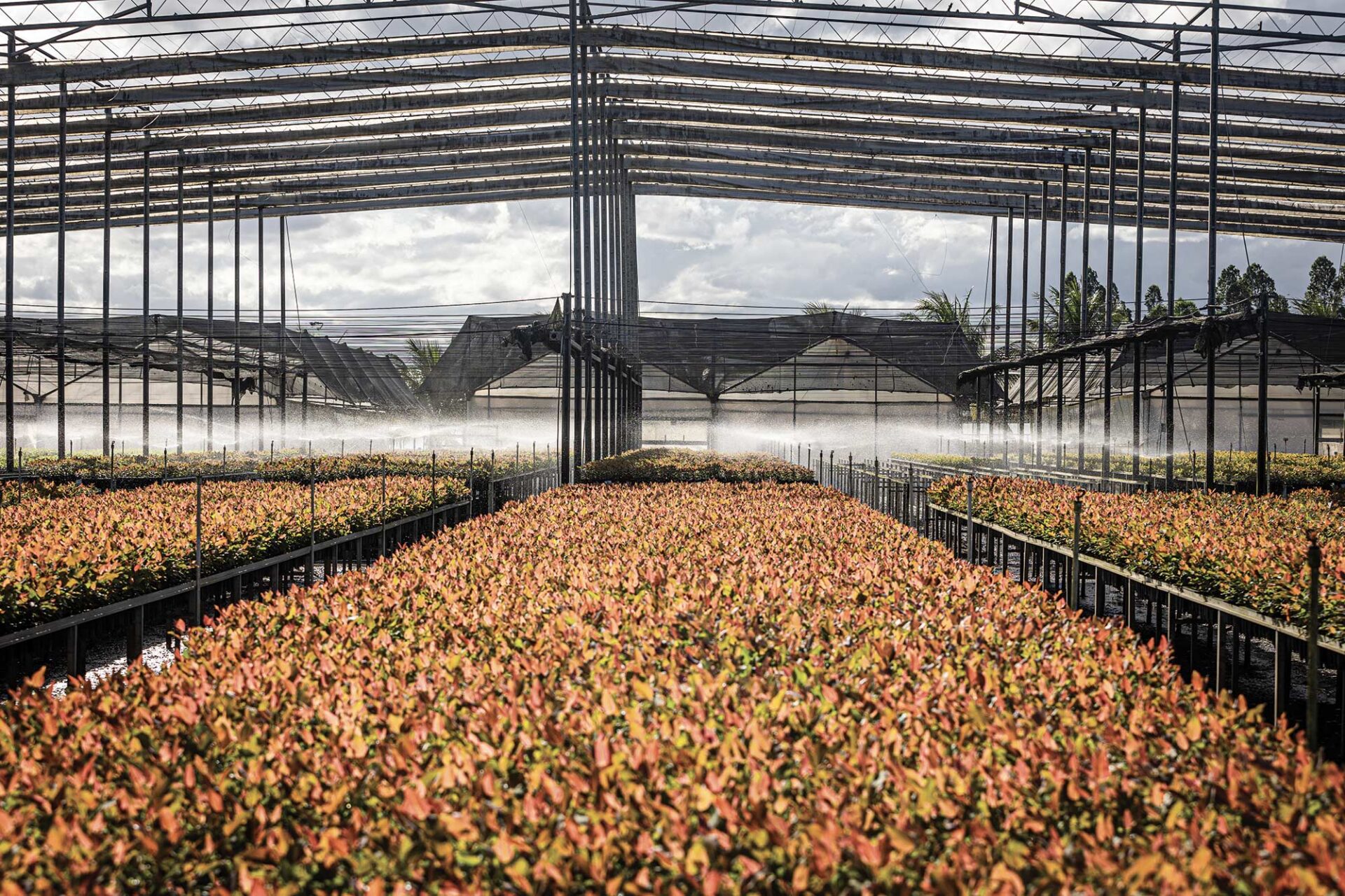 SUZANO OPERATIONS REPORT: The Latin American pulp giant emerging as a ...